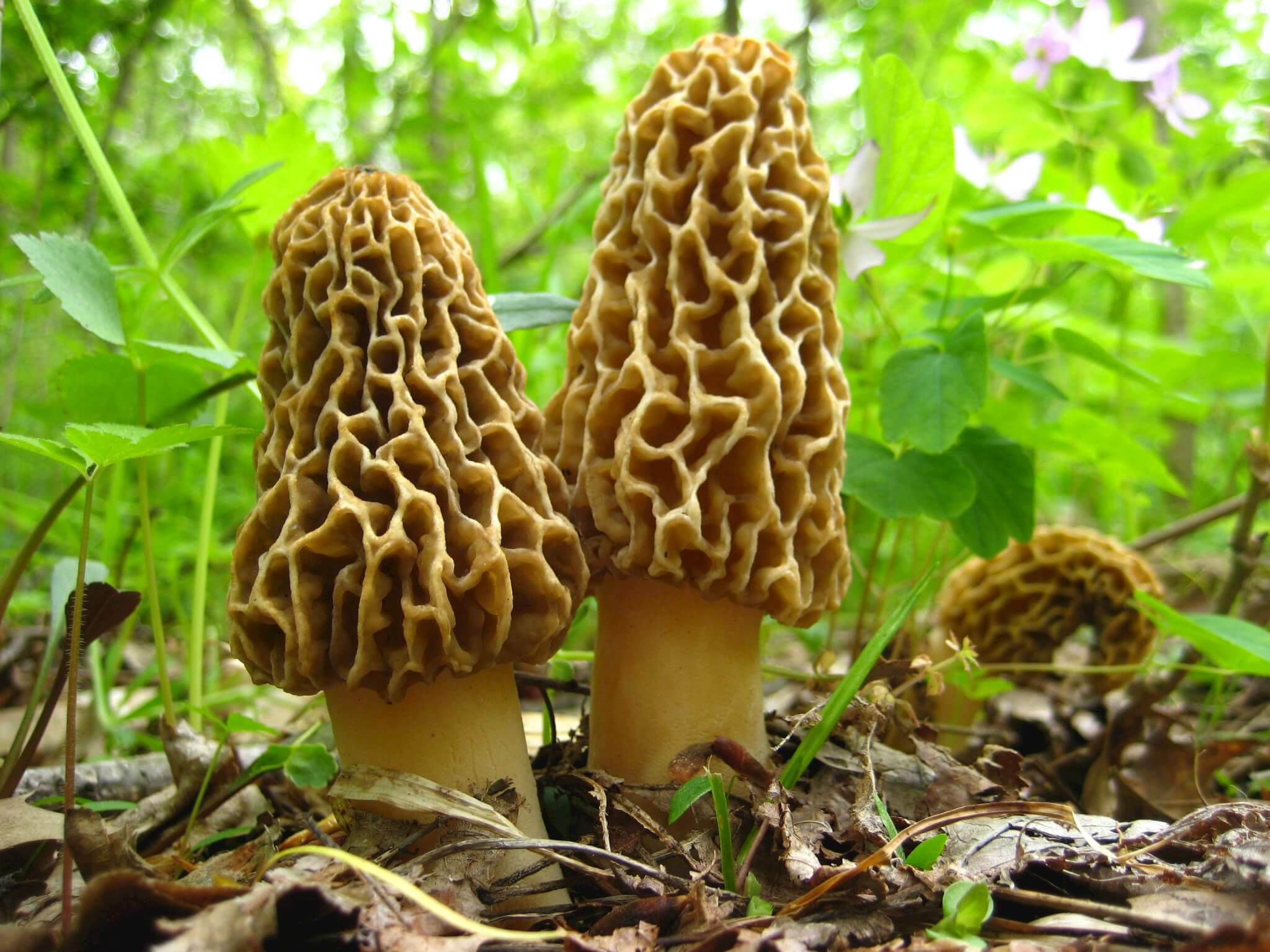 Hunting For Morels In The North Artful Living Magazine