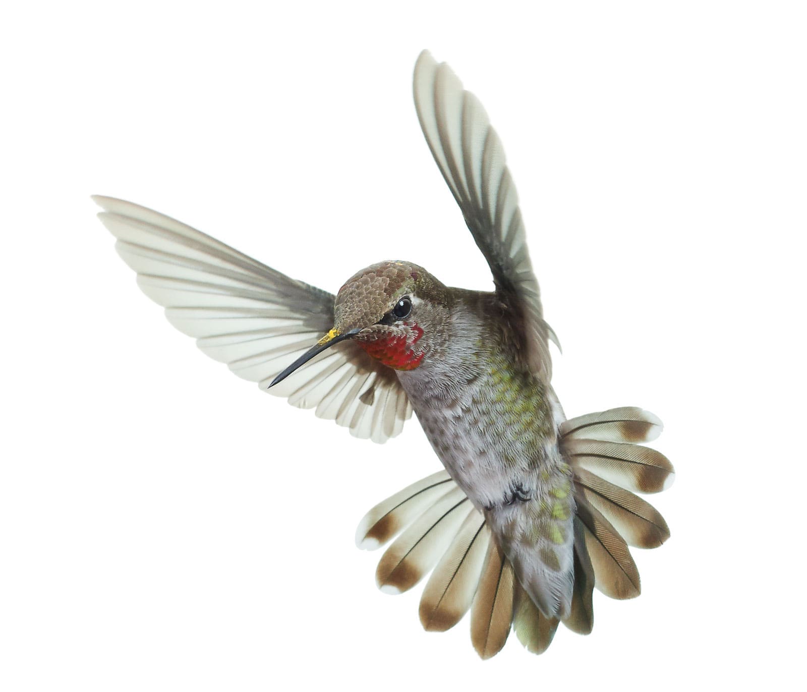 Wild Birds Flying Paul Nelson Photography