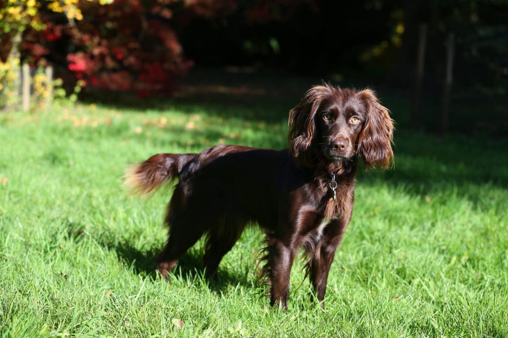 5 Lesser Known Hunting Dog Breeds | Artful Living Magazine