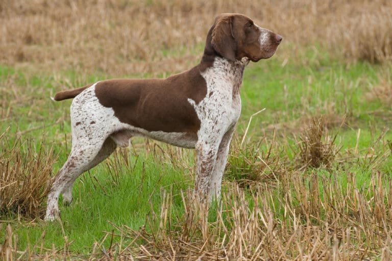 5 Lesser Known Hunting Dog Breeds | Artful Living Magazine