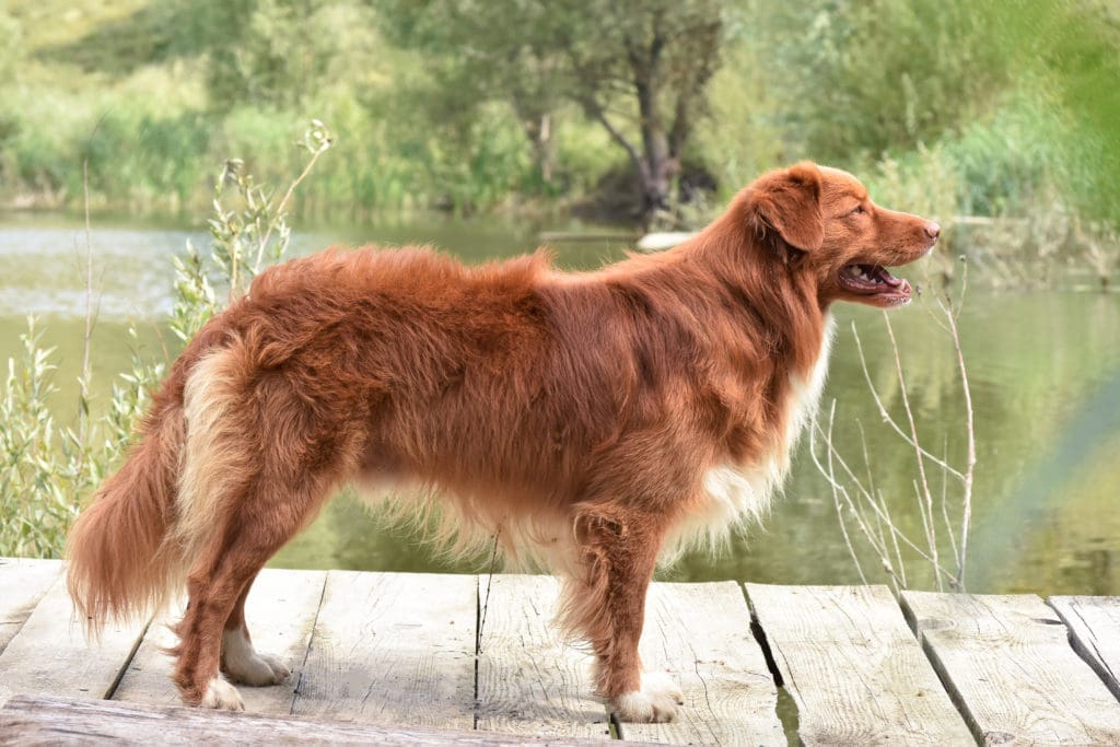5 Lesser Known Hunting Dog Breeds | Artful Living Magazine