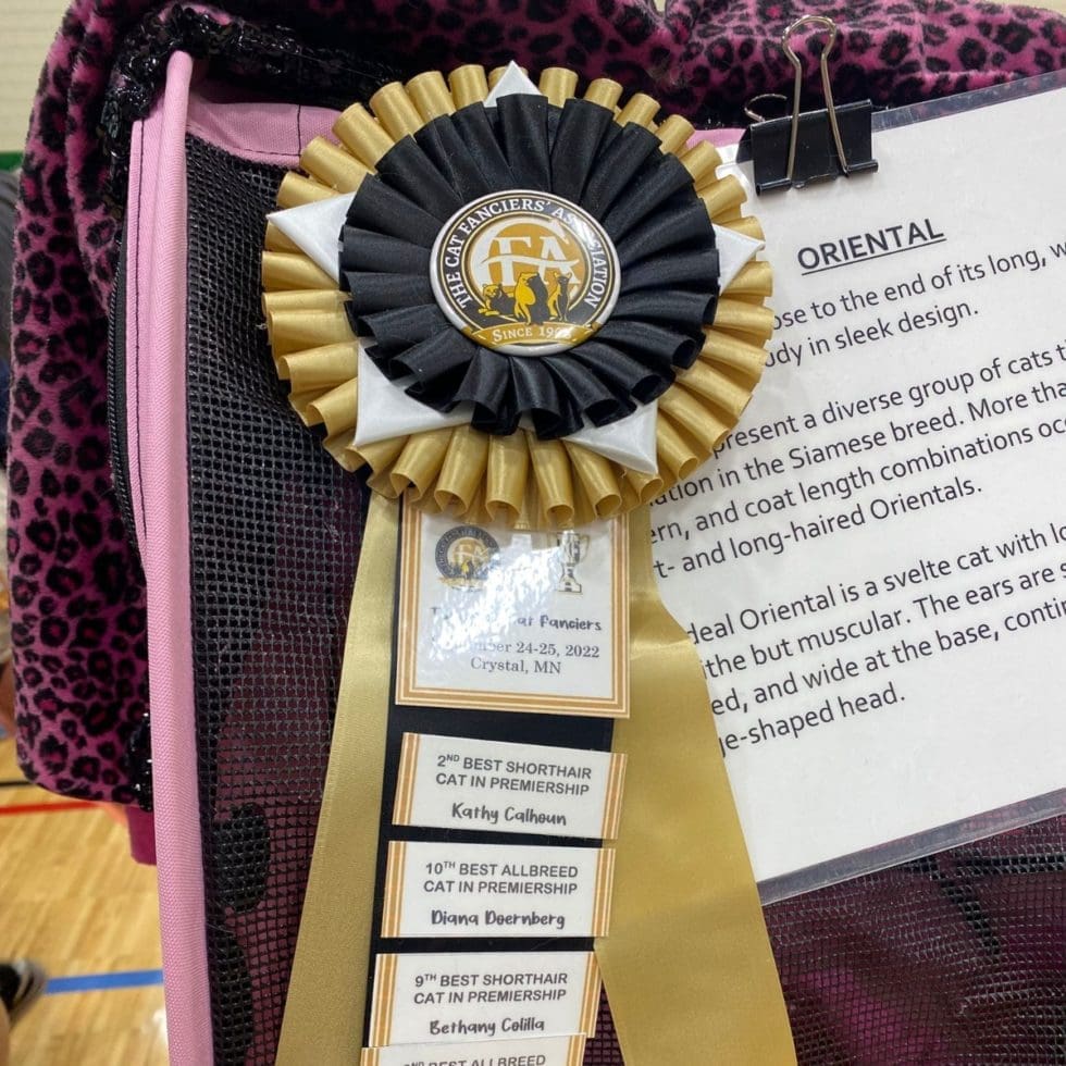 5 Takeaways from a First-Time Minnesota Cat Show Attendee | Artful ...