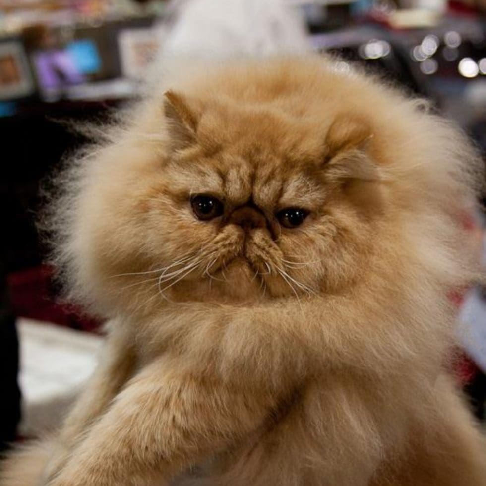 5 Takeaways from a First-Time Minnesota Cat Show Attendee | Artful ...
