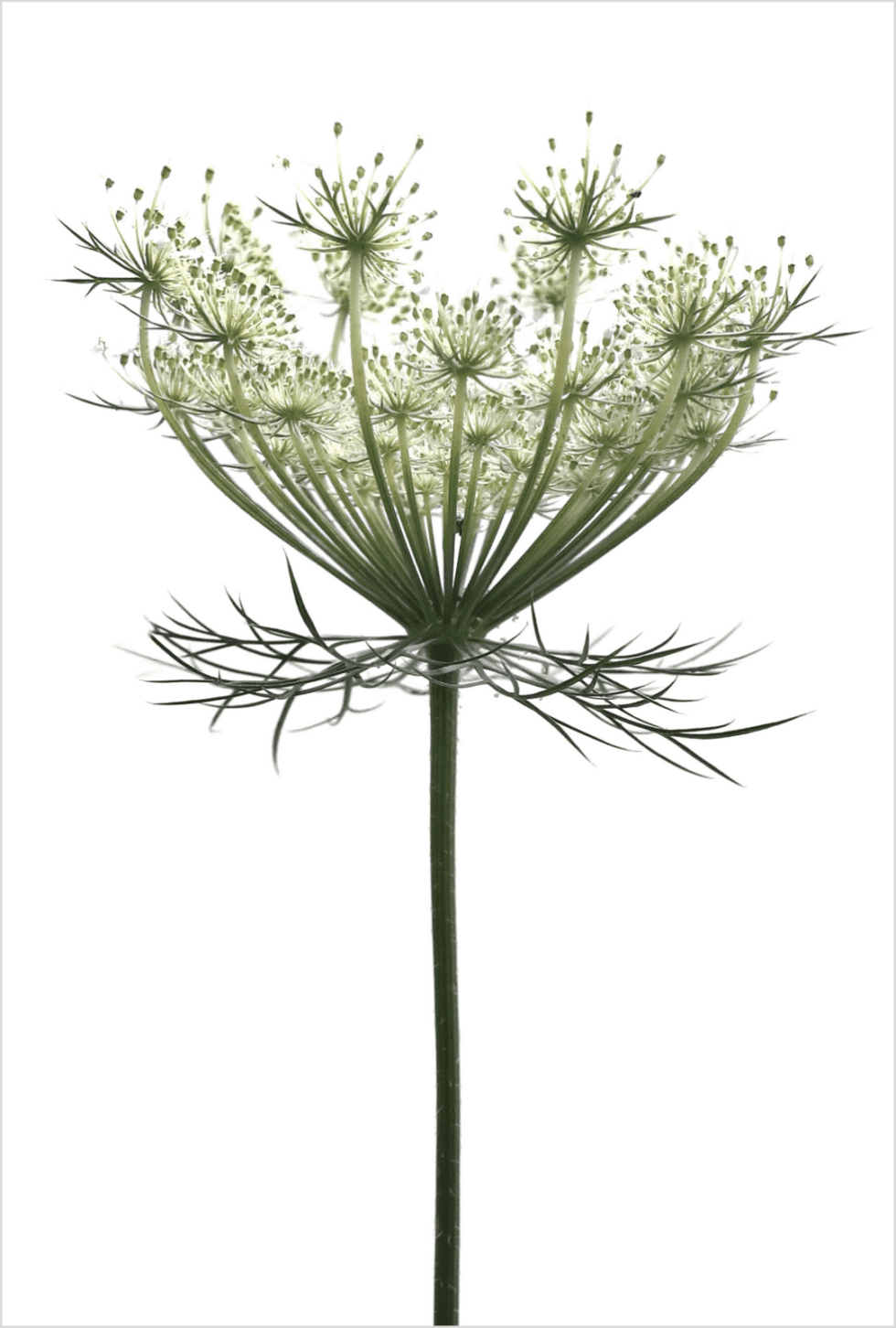 Artist Mary Jo Hoffman on Her Debut Book, “STILL: The Art of Noticing ...