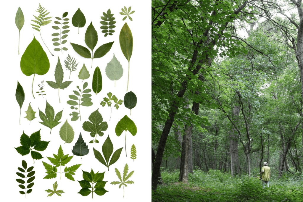 Artist Mary Jo Hoffman on Her Debut Book, “STILL: The Art of Noticing ...